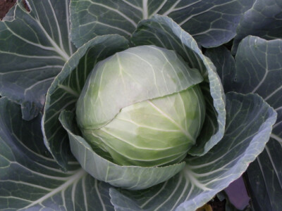 Summer Cabbage Plug Plants "Grow Your Own" Vegetables 'Ready to Plant ...