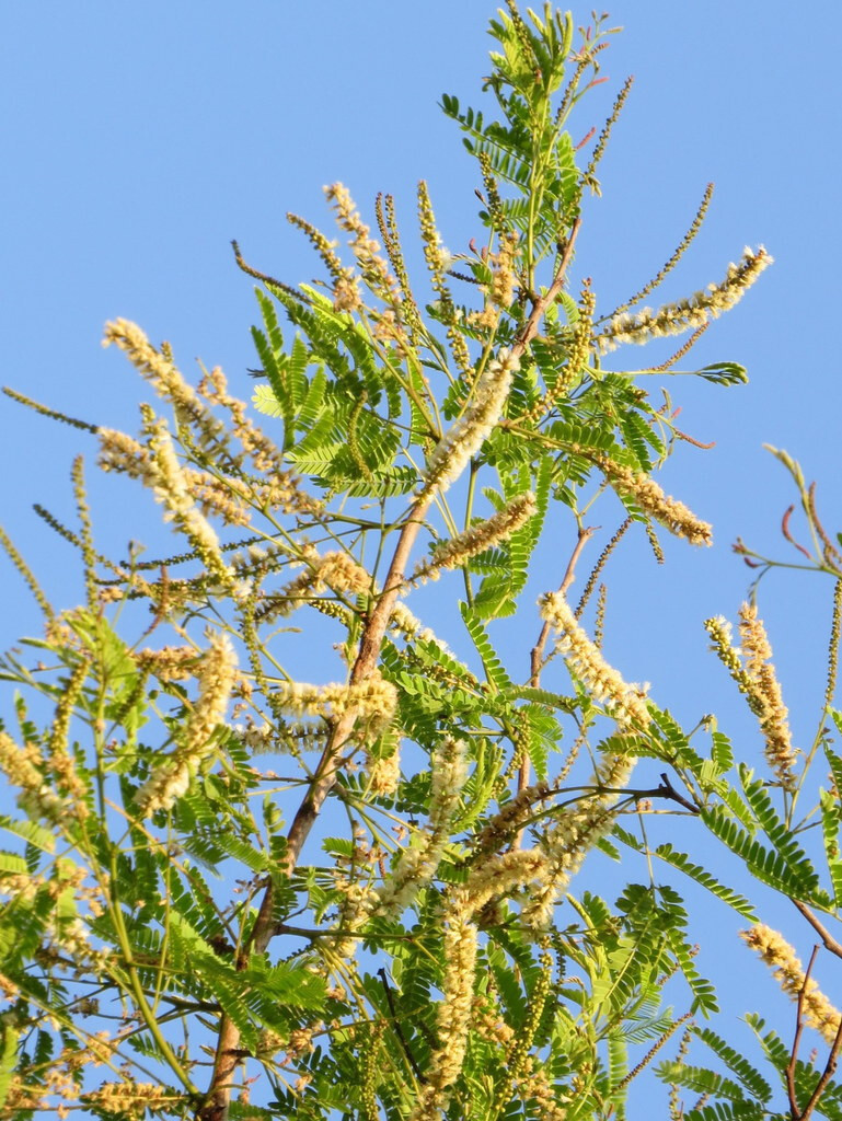 Acacia Ferruginea Family