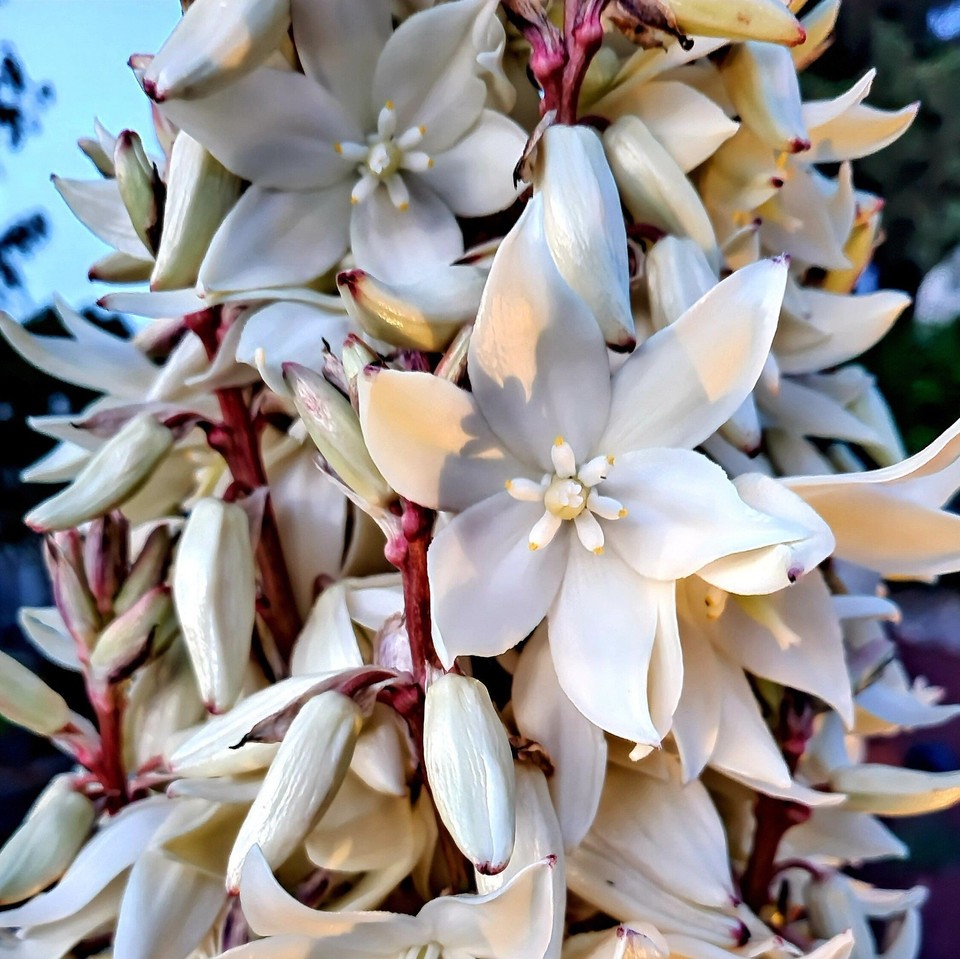 Yucca faxoniana (Giant Spanish Dagger) COLD HARDY | eBay