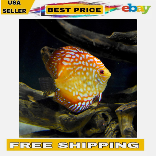 Seachem Discus Buffer 500g White Aquarium Water Conditioner pH Adjuster | eBay