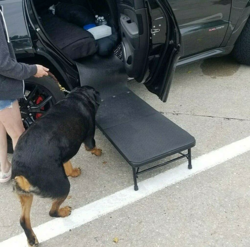 Original 4 Paws Portable Dog Platform Small or Large Pets Folding Step ...