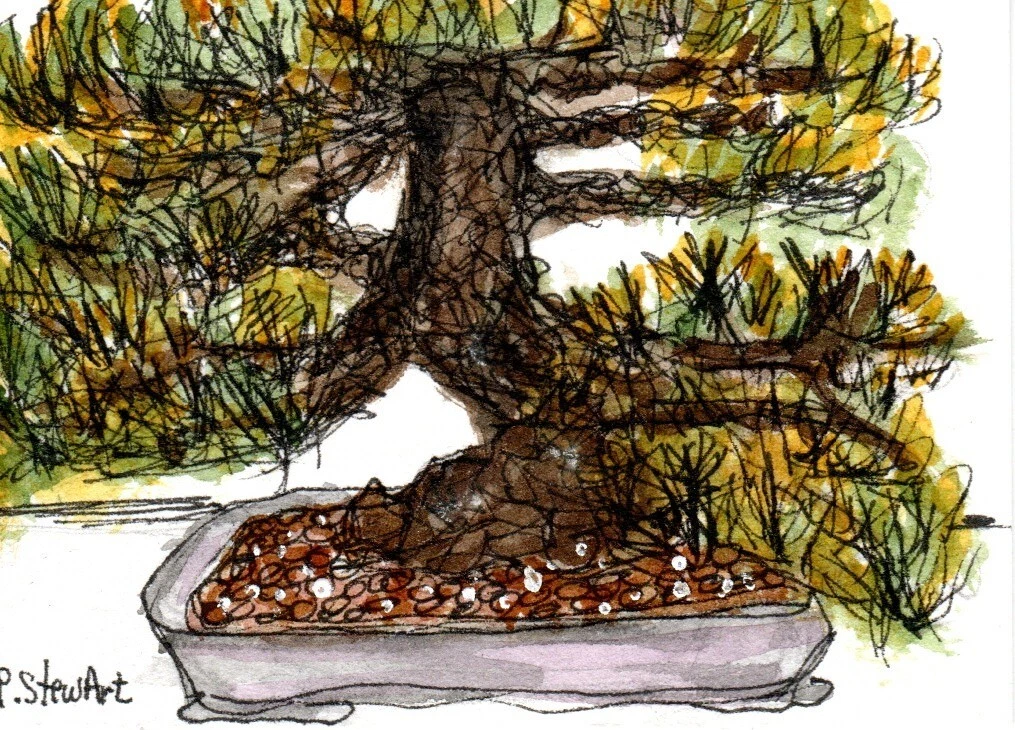 Bonsai Tree Line Drawing