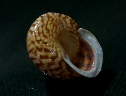 Papuina admiralitatis 24.mm F+++/GEM "Fantastic zebra pattern Landsnail WOW! | eBay