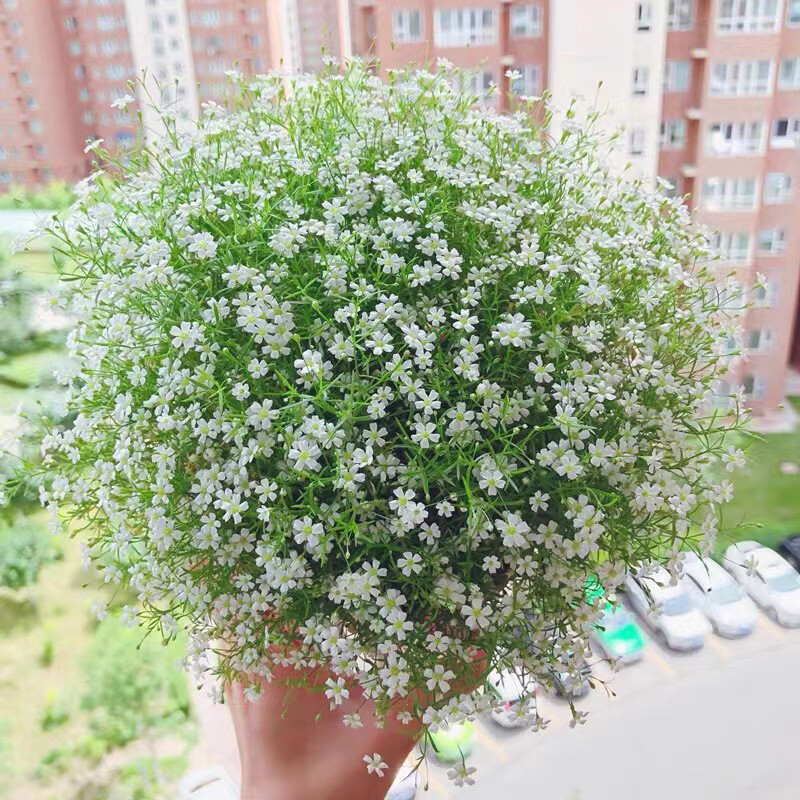 Real Gypsy Flower