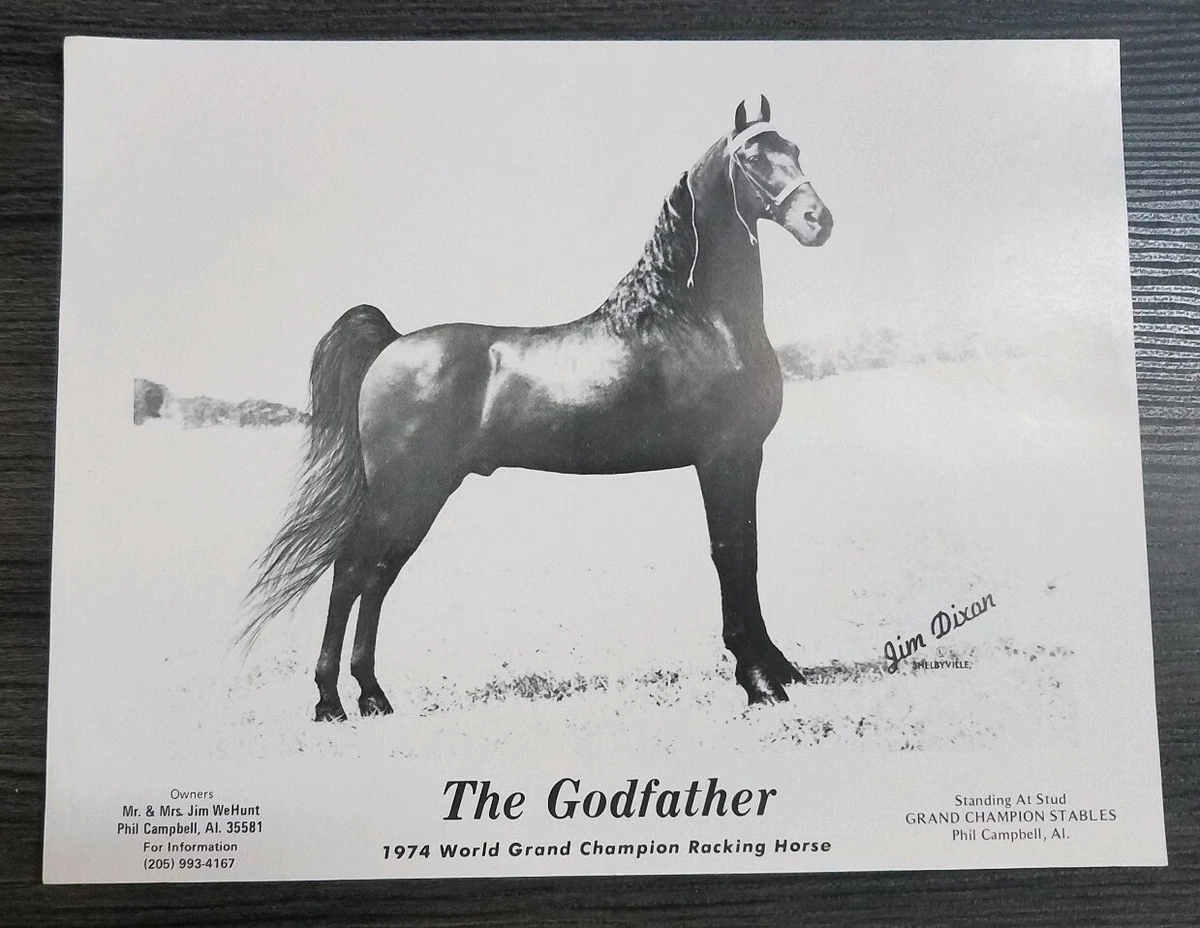 Black And White Racking Horse