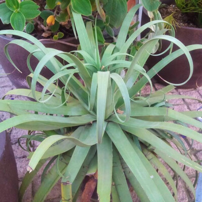 Agave Bracteosa - 10 Seeds - Squid Agave / Spider Agave | eBay