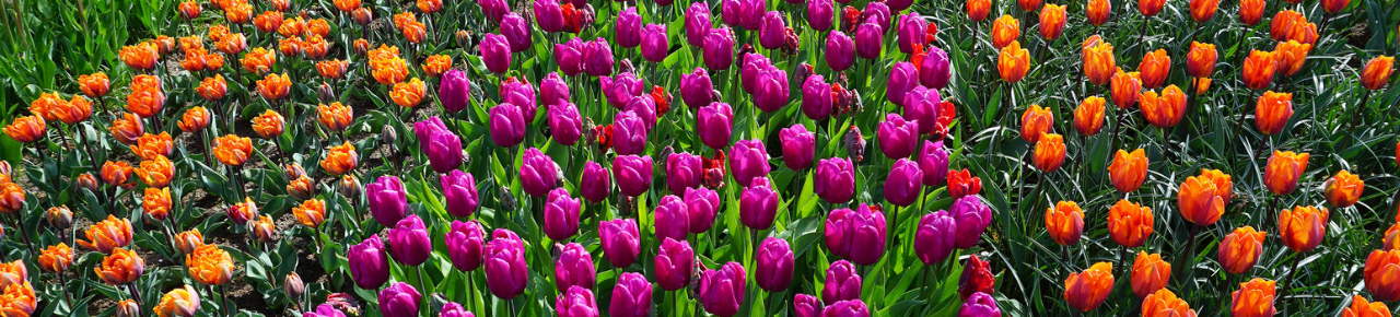 Flipping For Flowers | eBay Stores