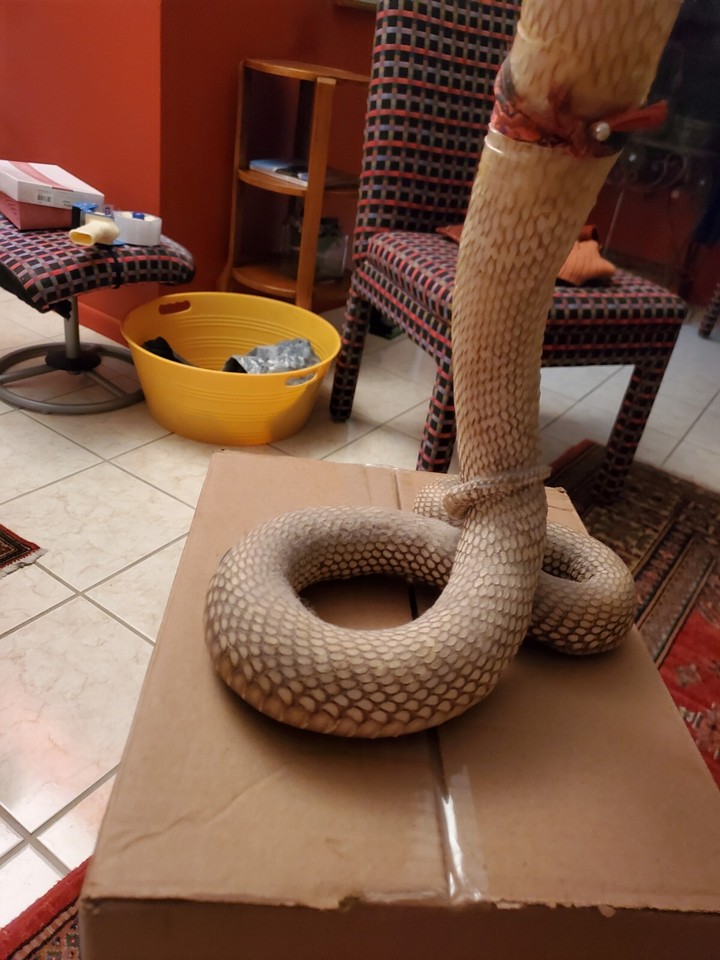 Genuine Beautiful King monocled Cobra Snake Taxidermy | eBay