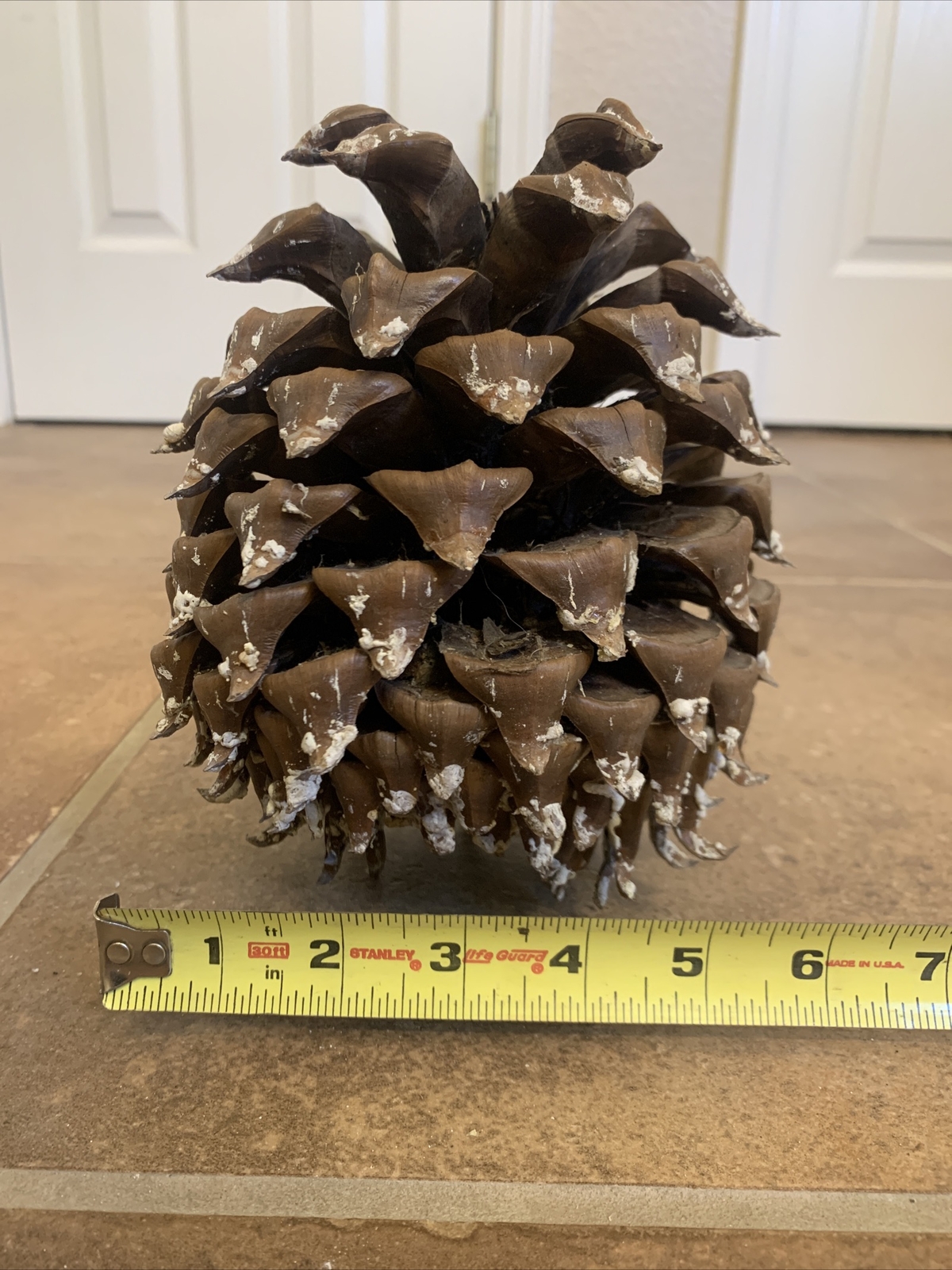 Common Gray Pine Cone | eBay