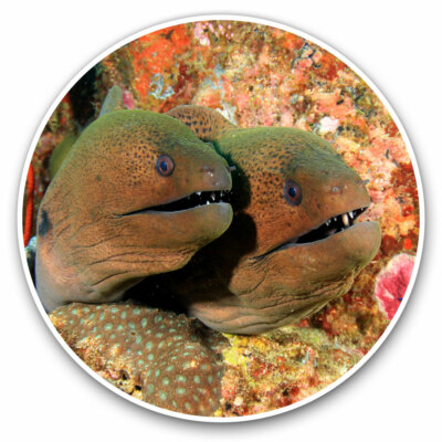 2 x Vinyl Stickers 30cm - Giant Moray Eels Ocean Sea Diver Cool Gift ...