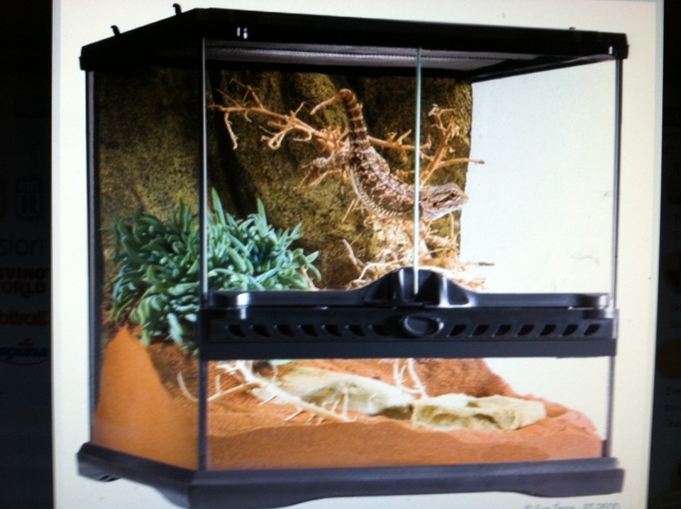 EXO TERRA MINI WIDE REPTILE TERRARIUM - 12IN X 12IN X 12IN - PT-2600 | eBay