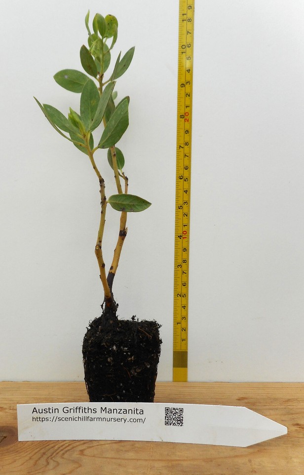 Austin Griffiths Manzanita Tree, Landscape Focal Point,Pre-Bonsai ...