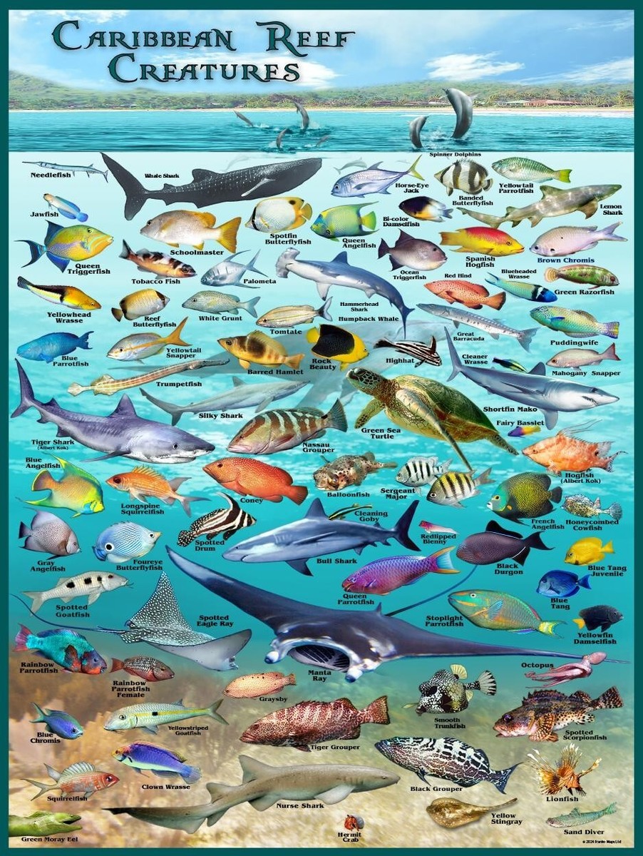 Caribbean Saltwater Fish Identification Chart Coral Reef Fishes