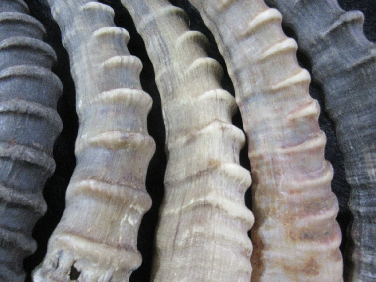1 Blesbok Horn, African Antelope Horn Size Approx. 14" (measured ...