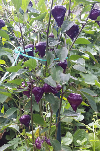 Rare Purple UFO Chilli - An Apple Flavoured Beautiful Chilli with an ...