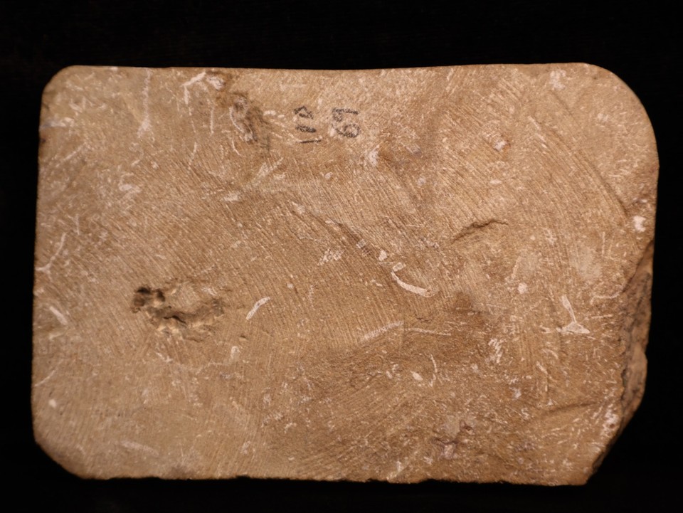 Cute Pair Fossil Crinoids, Crawfordsville, IN | eBay
