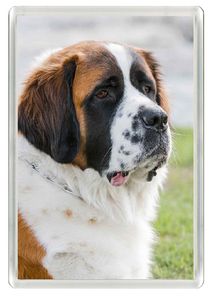Saint Bernard Portrait