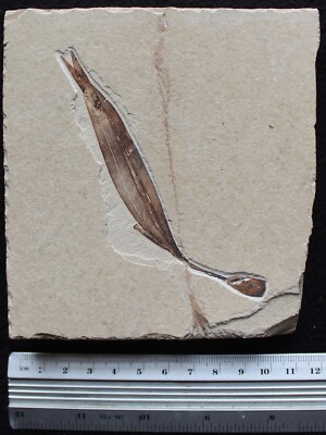 Sapindopsis 116 - Excellent Color & Preservation - Cretaceous Fossils ...