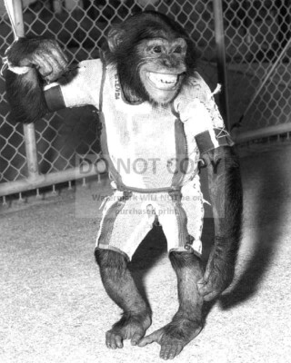 HAM THE ASTROCHIMP - 8X10 NASA PHOTO (MW205) | eBay