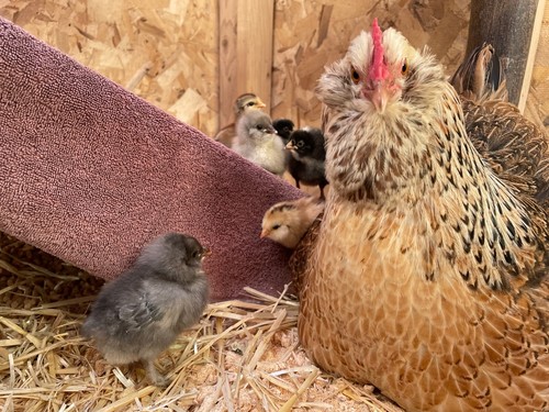 12+ Fertile Chicken Hatching Eggs Rainbow Mix Black Copper Maran Easter Egger | eBay