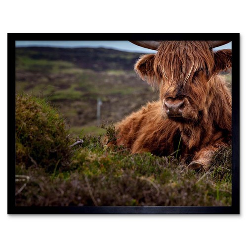 Animal Scottish Highland Coo Cow 12X16 Inch Framed Art Print | eBay