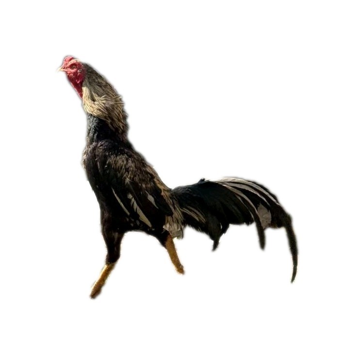 Aseel Chicken Eggs SHAMO ASEEL AGGRESSIVE BREED EGGS FRESH ...