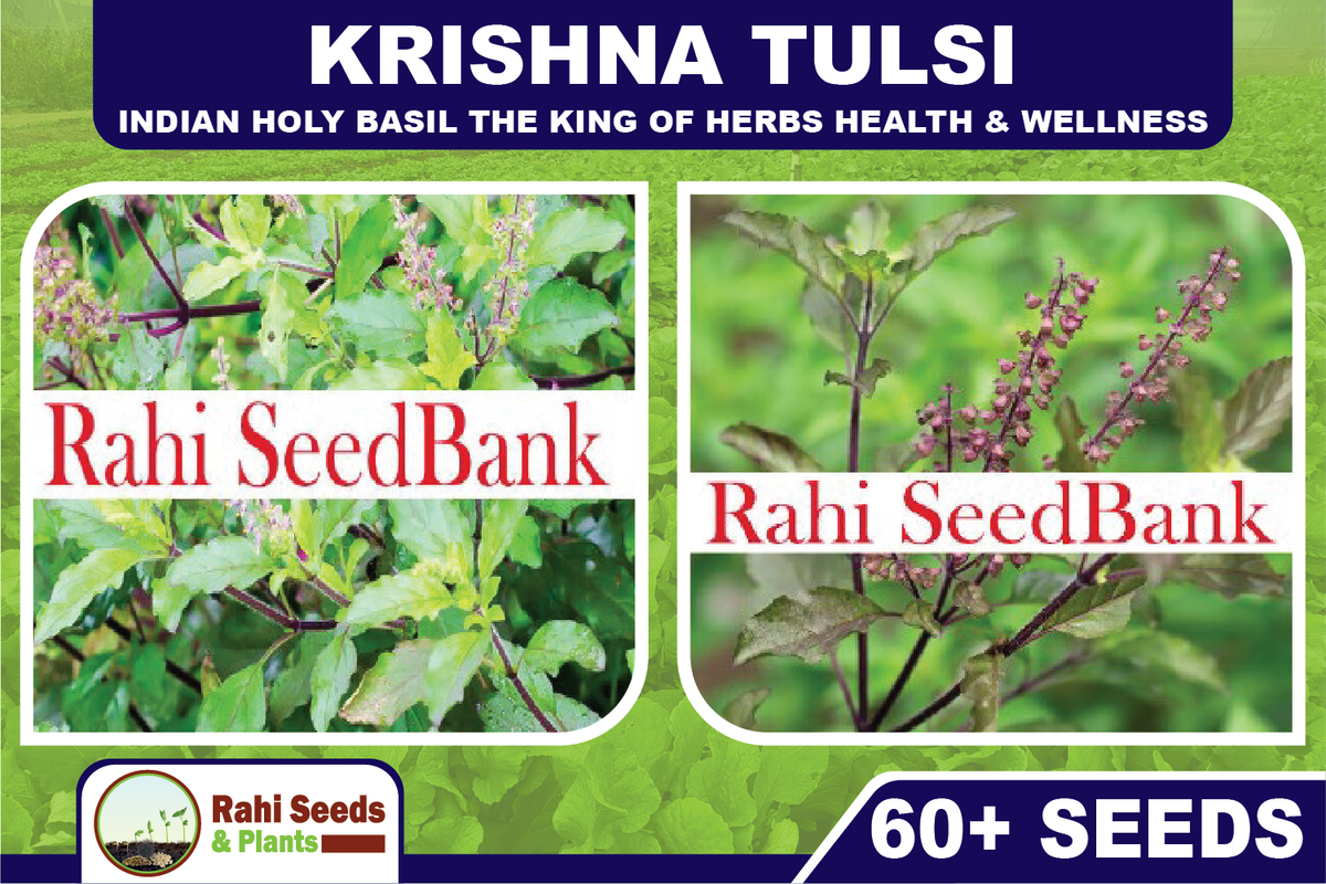 Krishna Tulsi Leaves Krishna Tulsi 60+ Seeds Indian Holy Basil The