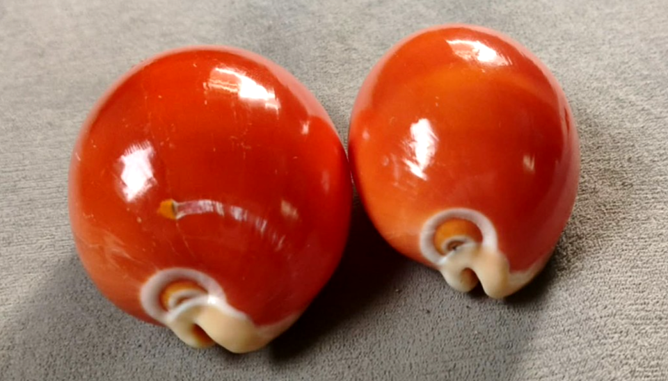 Cyprea aurantium 87 -97 mm F+++ 2 pcs ALLnatural BRIGHT,HUGE size NOT ...