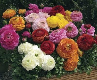 Ranunculus Mache Mix PL 100 seeds | eBay