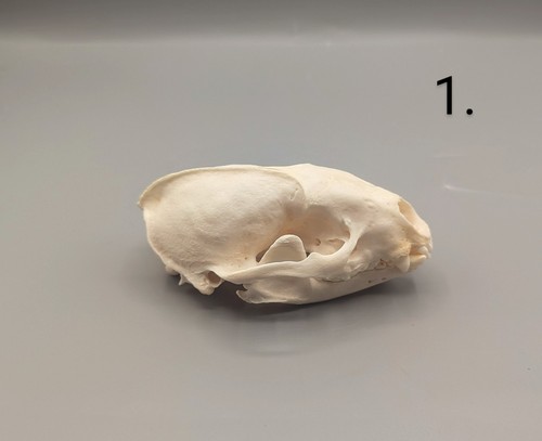 Asian Badger Skull, Animal Skulls, Taxidermy, Gothic, Gift, Home Decor ...