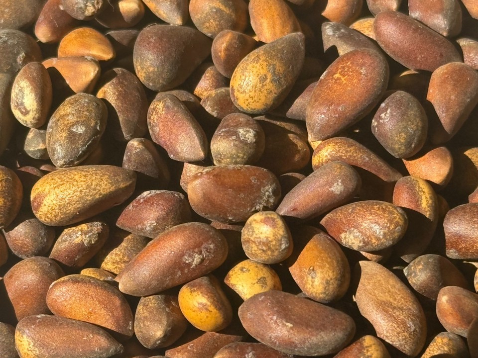 FRESH RAW Pinenuts Nevada / Utah Soft Shell Pinyon Pine Nuts 2025 - 2 ...
