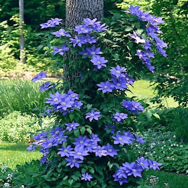 20 Blue Downy Clematis macropetala Hybrid Flower Seeds Climber Plant ...