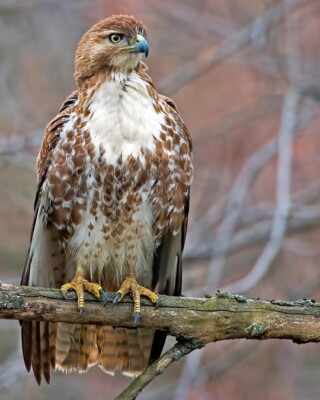 Nature RED-TAILED HAWK Glossy 11x14 Photo Bird Hawk Print Wildlife ...