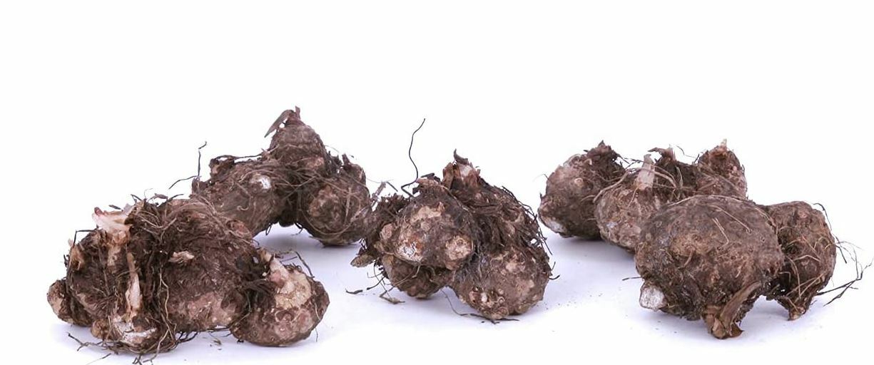 (2ct) Caladium Starburst Bulbs Limited | eBay