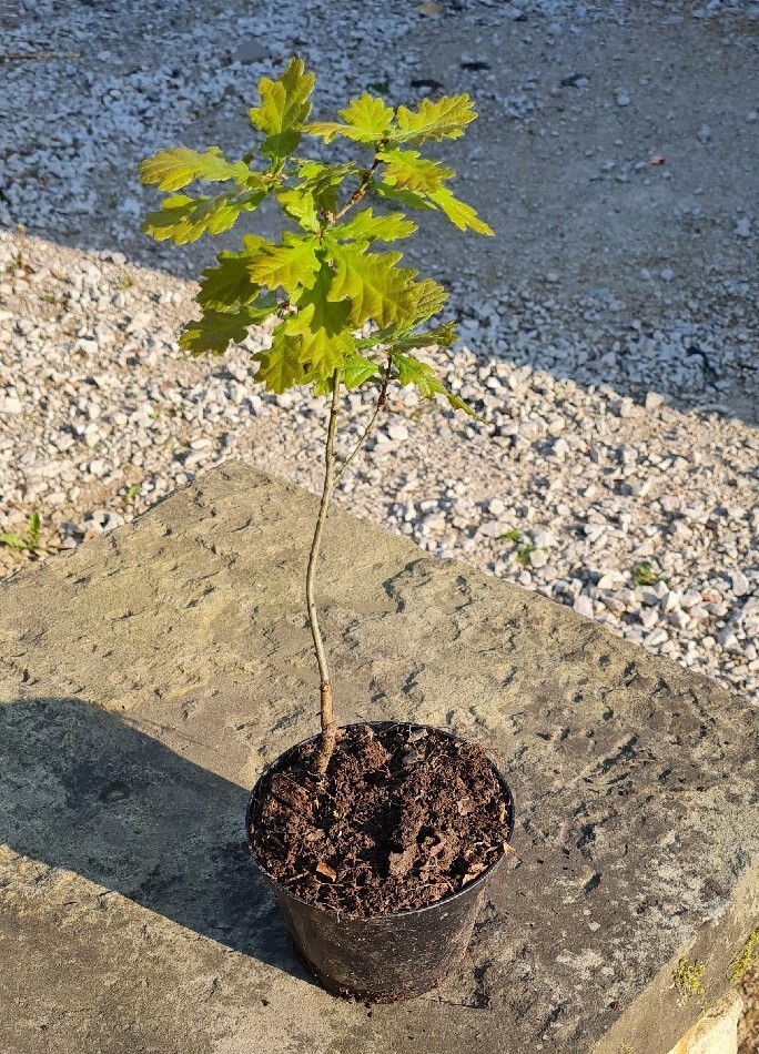 English Oak Tree Sapling. 20- 35 cm tall. Plant a Squirrel feeder ...