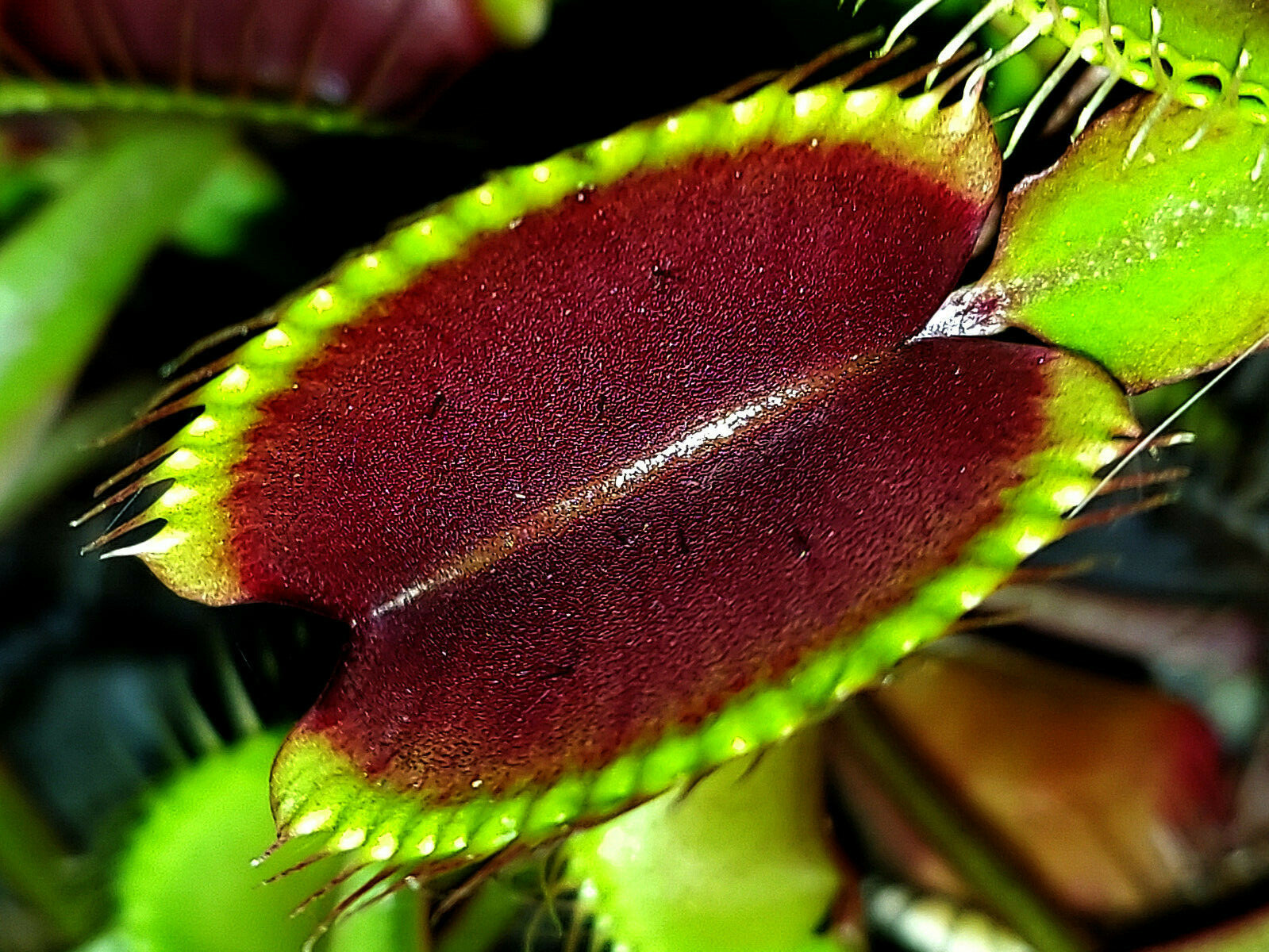 Tropical Rainforest Venus Fly Trap