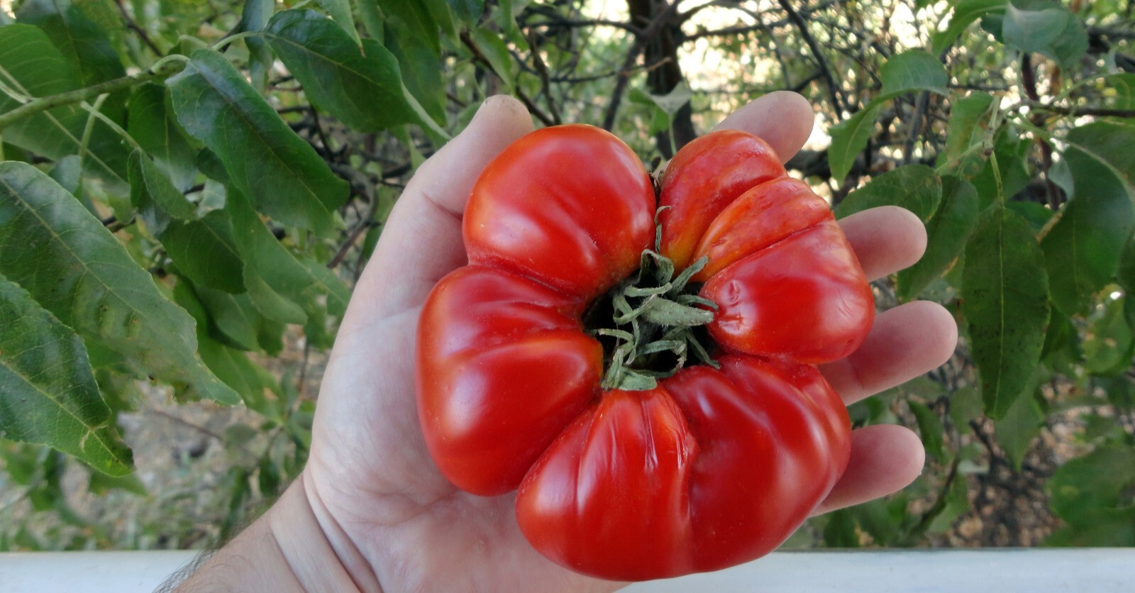 TOMATO Rouge De Marmande Improved 30+ seeds HEIRLOOM vegetable garden ...