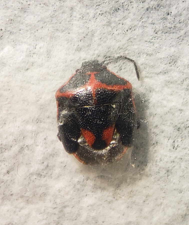 Stink Bug Specimens - Insect Collection Pentatomidae Cydnidae ...