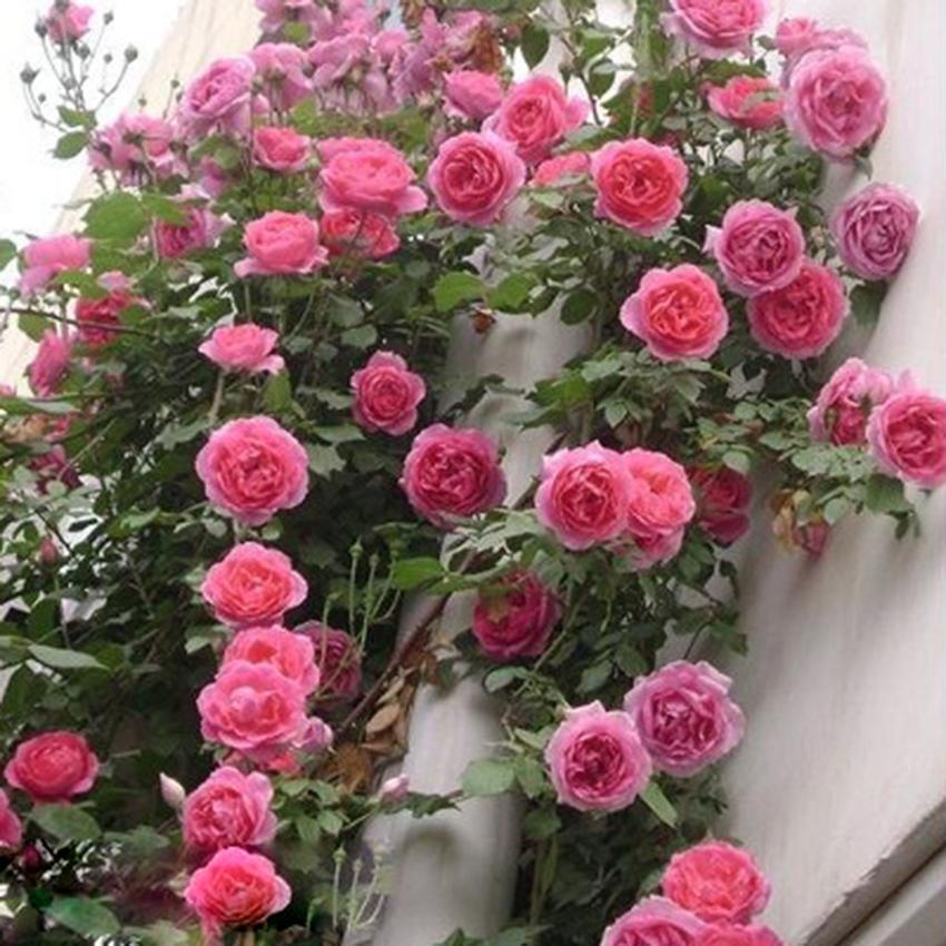 100Pcs Climbing Rose Flowers Seeds Rare Rosa Beautiful Colors in Home ...