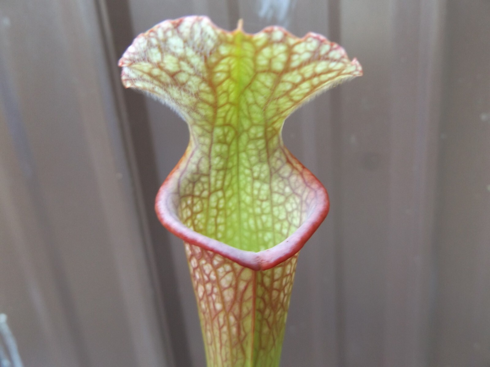 Sarracenia Elizabeth Ayden x Saurus live carnivorous plant - La Paz ...
