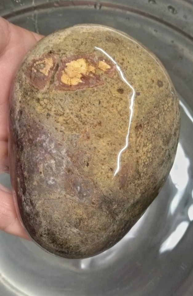 21.33 oz. Colorado River DINOSAUR COPROLITE Arizona Fossil Fossils ...