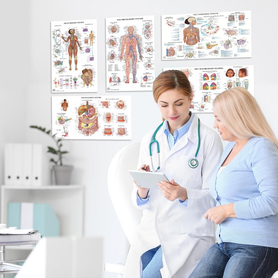 17 Human Anatomy Posters Medical Posters Circulatory Skeletal Male ...