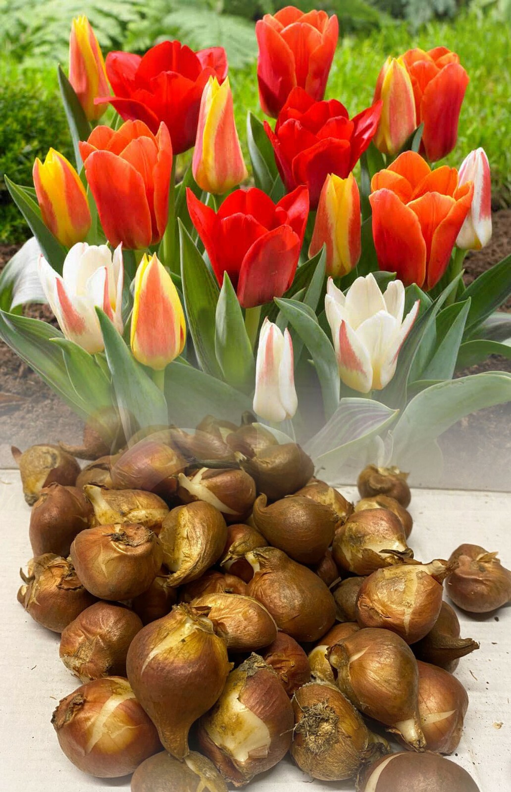 100 MIXED DWARF TULIP BULBS MINIATURE DWARF GREIGII SPRING COLLECTION ...
