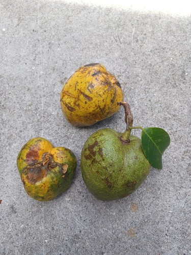 20 Pond Apple Seeds, Annona glabra (Gathered 2025) | eBay