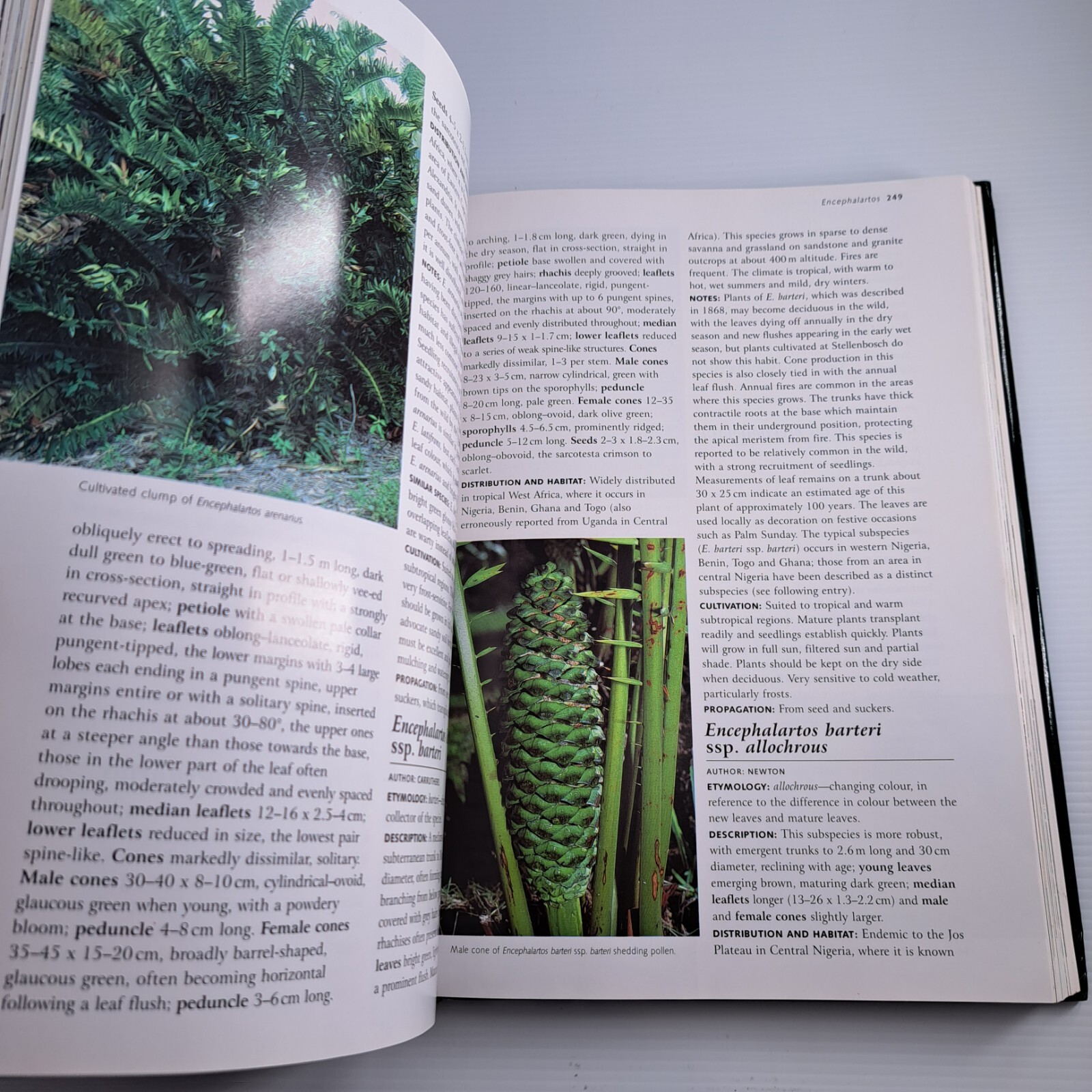 Cycads of the World Ancient Plants in Today's Landscape Second Edition ...
