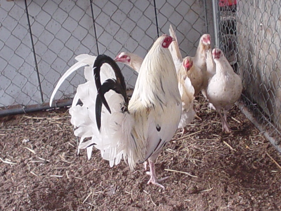 "(10+) LC Assorted Pure Kelso Gamefowl Chicken Hatching Eggs" | eBay