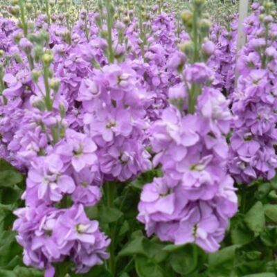 Stock Giant Column Pacific Blue 70 seeds FLOWER GARDEN cottage EASY ...