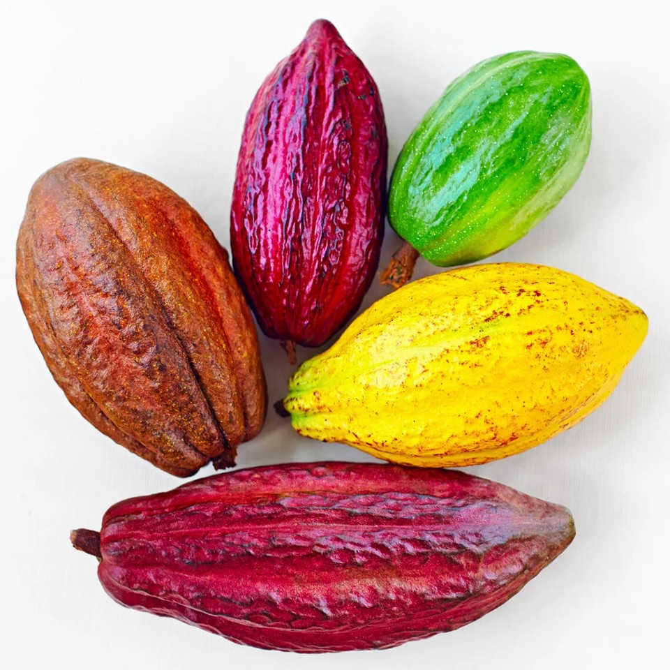 Cacao Tree Seeds for Planting Wet Cocoa Seeds Rare, Exotic Cacao Tree ...