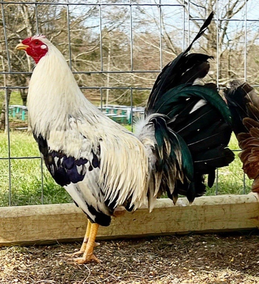 6 Pure E.W. Law Grey Gamefowl Poultry Chicken Hatching Eggs | eBay