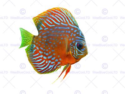 Tropical Discus Fish Orange Photo Fine Art Print Poster Home Decor ...